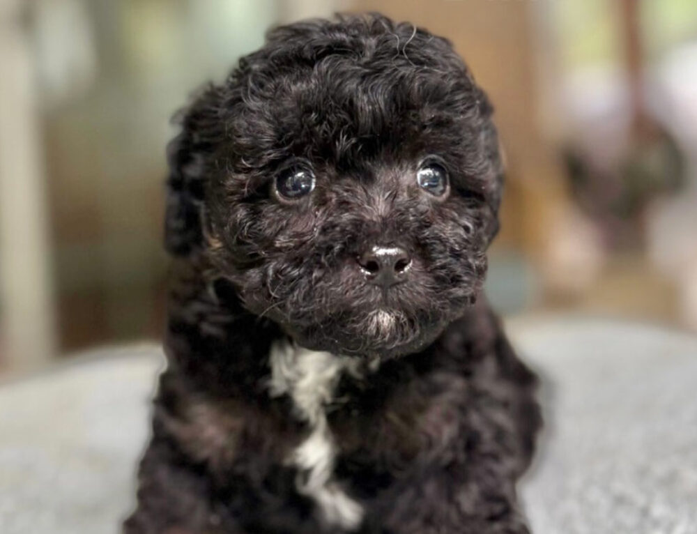 What Is a Cavapoo Mixed With? A Complete Breed Guide
