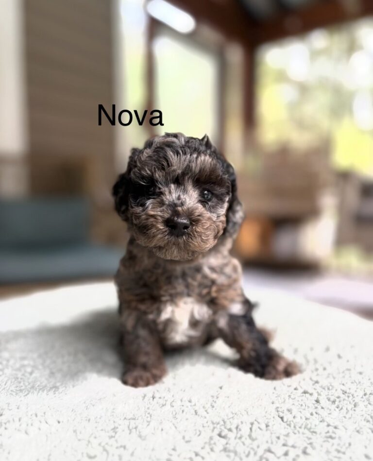 Mini Cavapoo: A Complete Guide