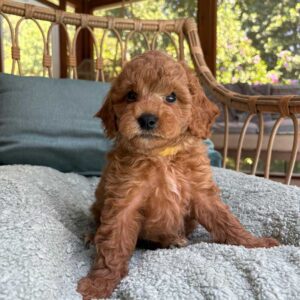 10 Fun Facts About Cavapoos That Prove Why They’re Called ‘Teddy Bear Dogs’