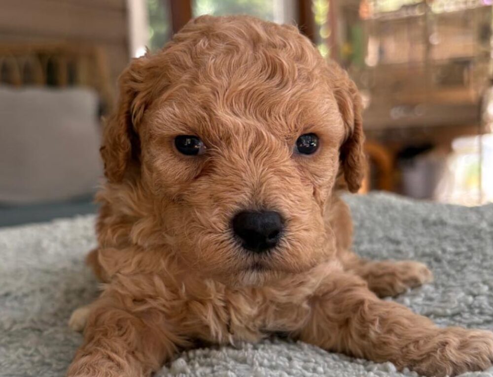Mini Cavapoo: A Complete Guide