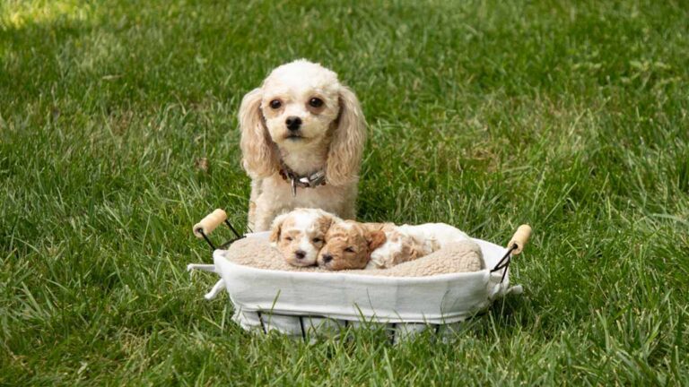 Mini Cavapoo: A Complete Guide