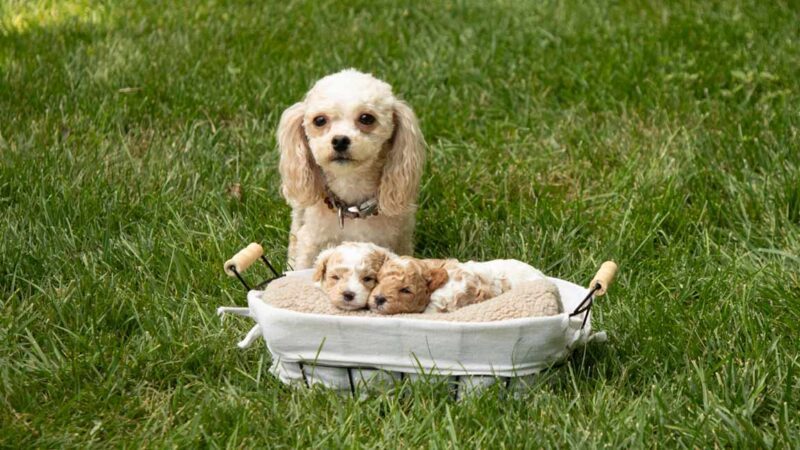 Mini Cavapoo: A Complete Guide
