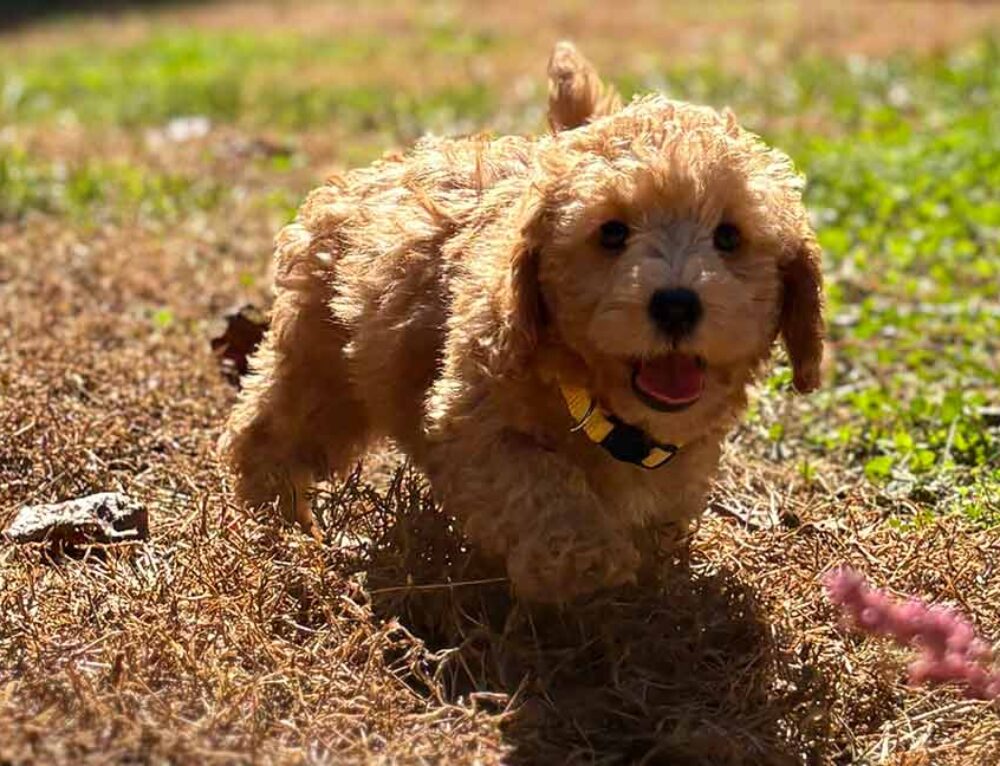 Cavapoo Shedding: What to Expect and How to Manage It