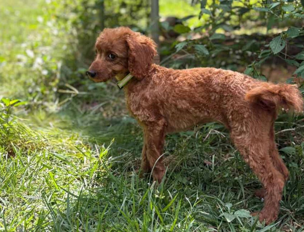 Common Cavapoo Behavior Problems and How to Fix Them