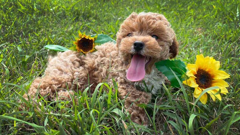 Cavapoo Puppy Teething: How to Help and What to Expect