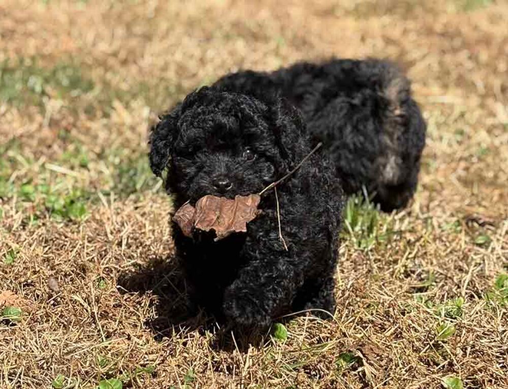 Cavapoo Shedding: What to Expect and How to Manage It