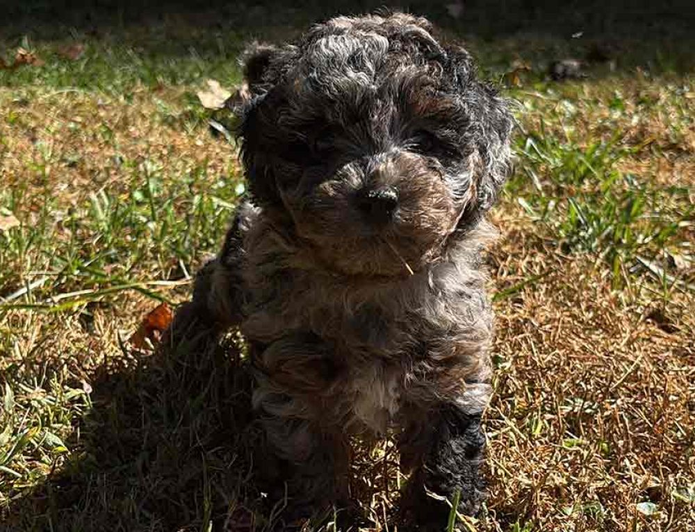 Cavapoo Shedding: What to Expect and How to Manage It